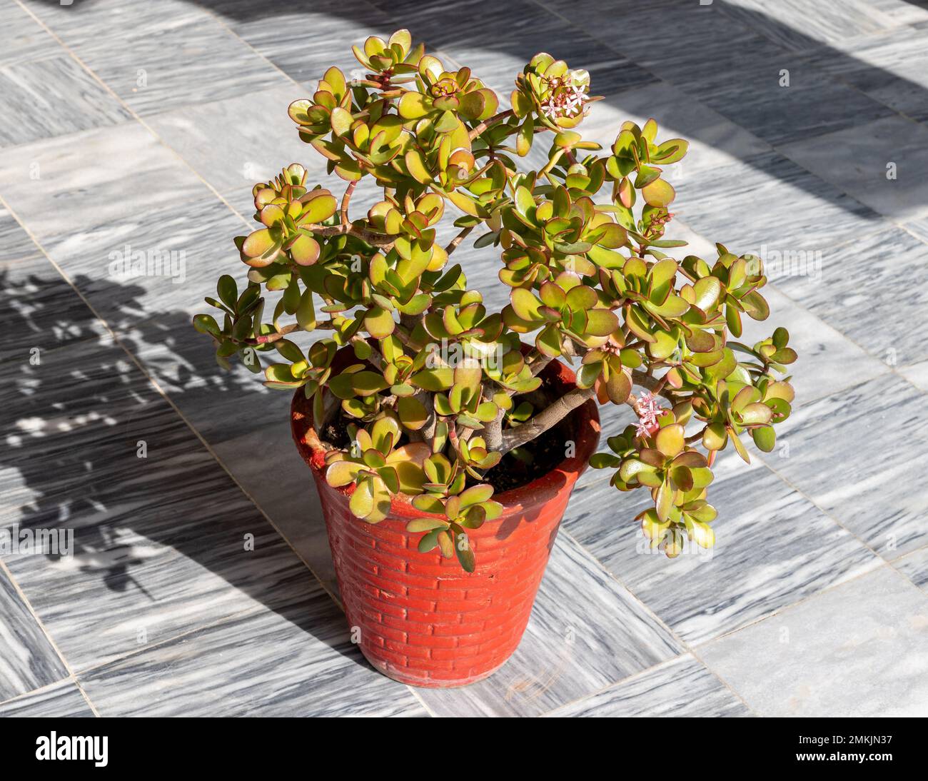 Jade plant in a red beautiful terracotta pot Stock Photo - Alamy