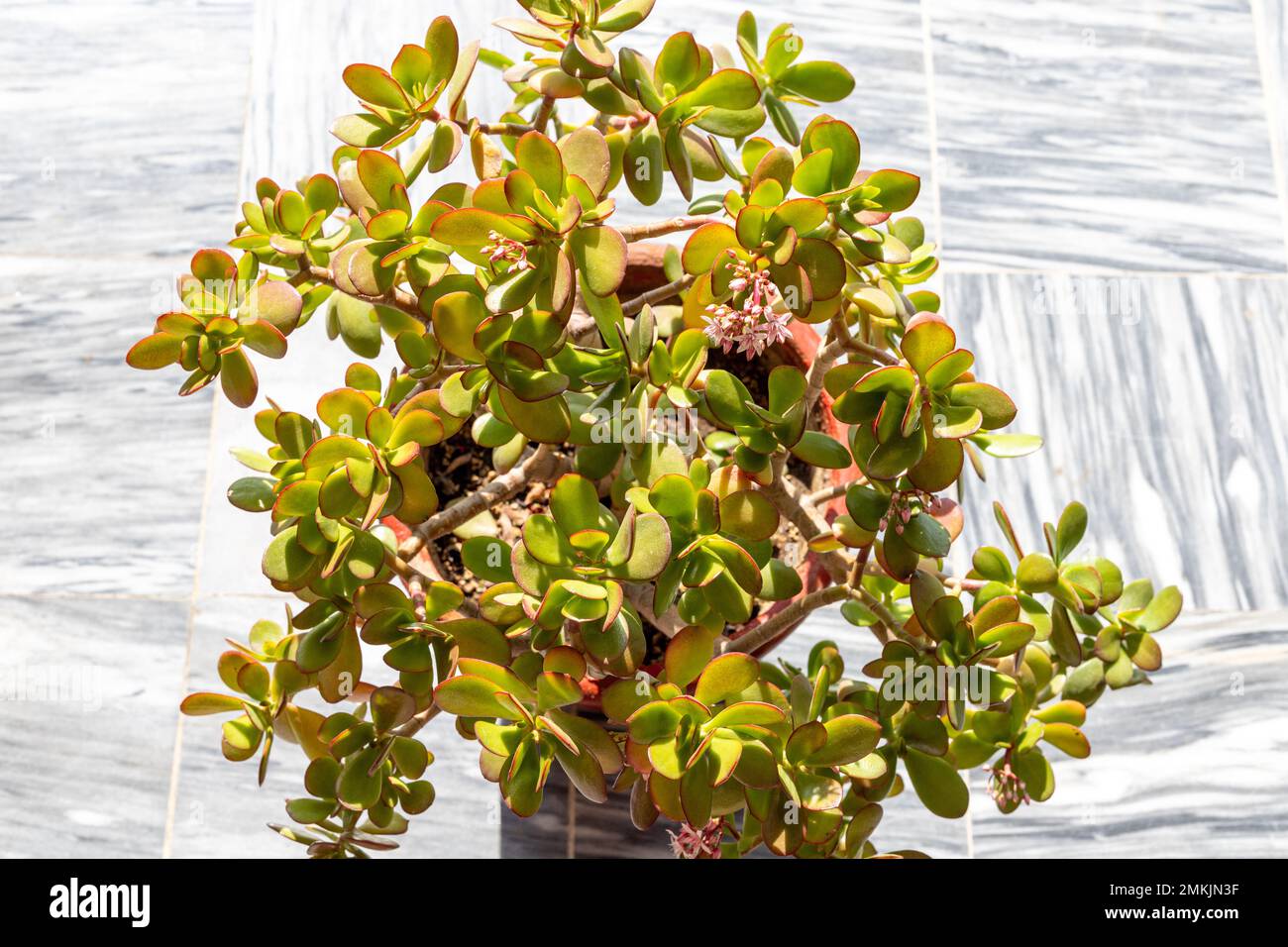 Crassula ovata lucky tree plant closeup Stock Photo - Alamy