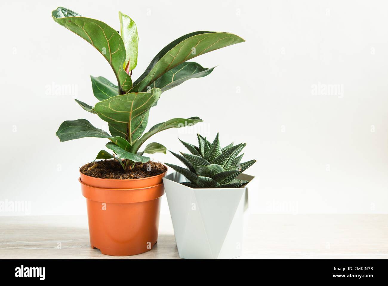 A group of popular potted house plants: Calathea, Maranta, Marantaceae ...