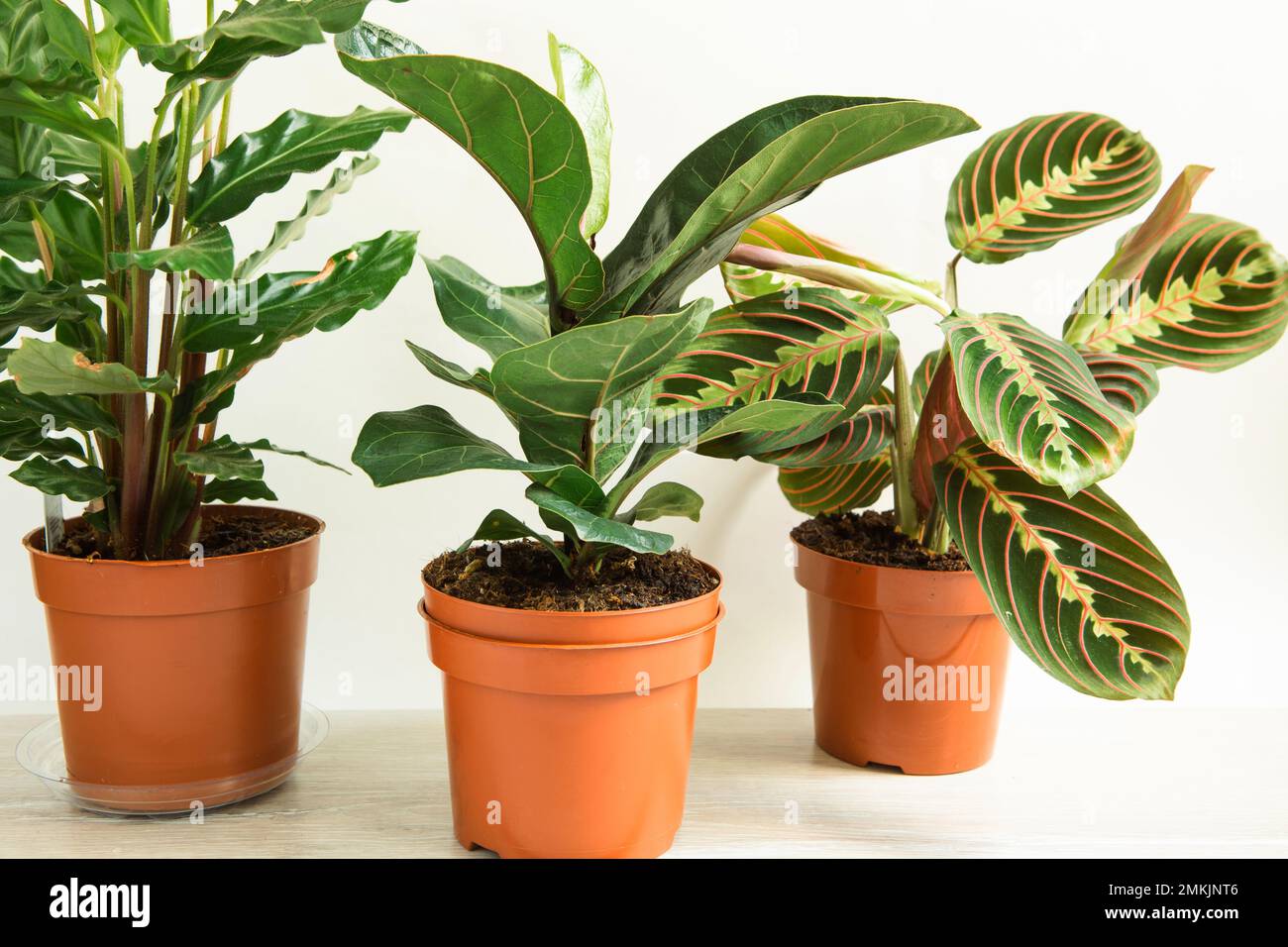 A group of popular potted house plants: Calathea, Maranta, Marantaceae ...