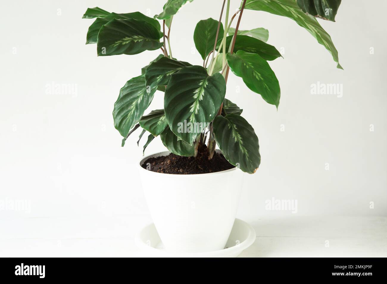 Calathea louisae maui queen hi-res stock photography and images - Alamy