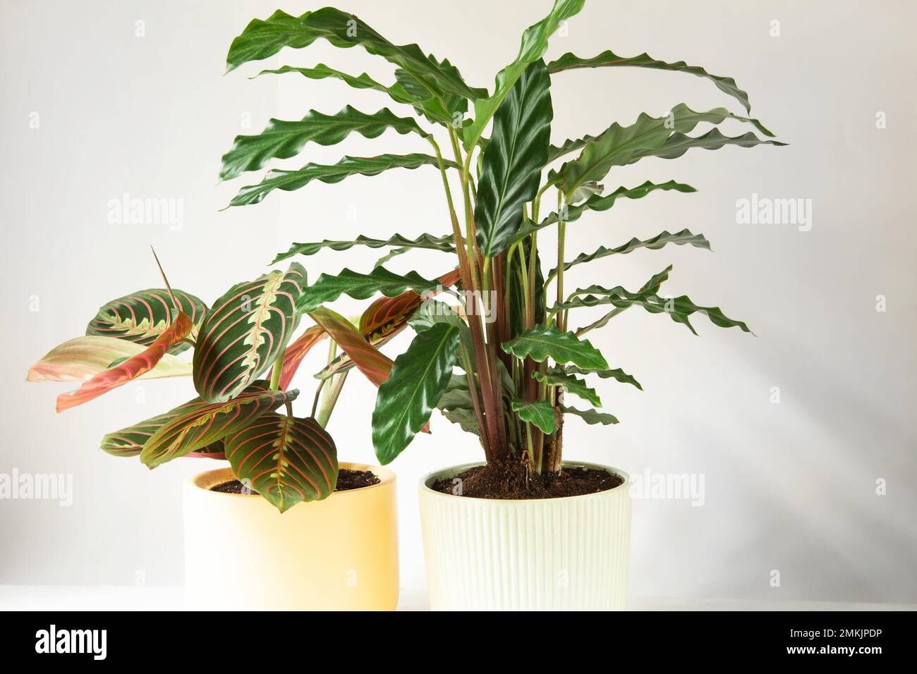 A group of popular potted house plants: Calathea, Maranta, Marantaceae ...