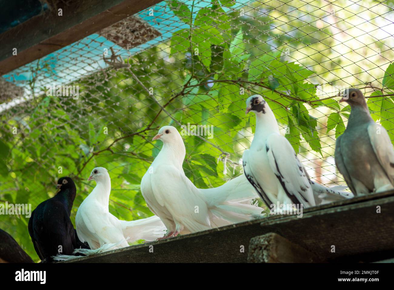 The pigeons in his loft. Protection of domestic pigeons from birds of ...