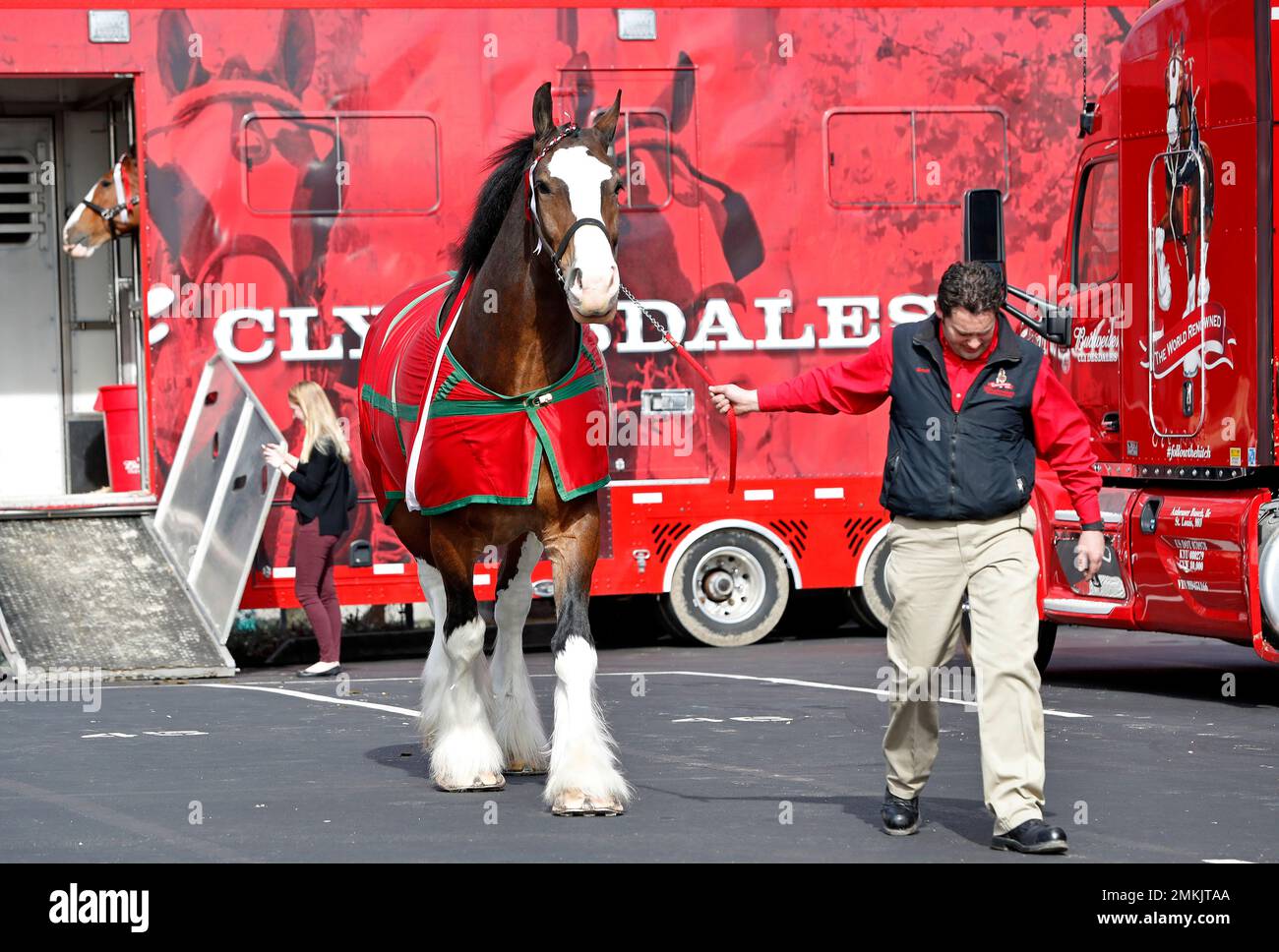 IMAGES DISTRIBUTED FOR BUDWEISER - The iconic Budweiser Clydesdales ...