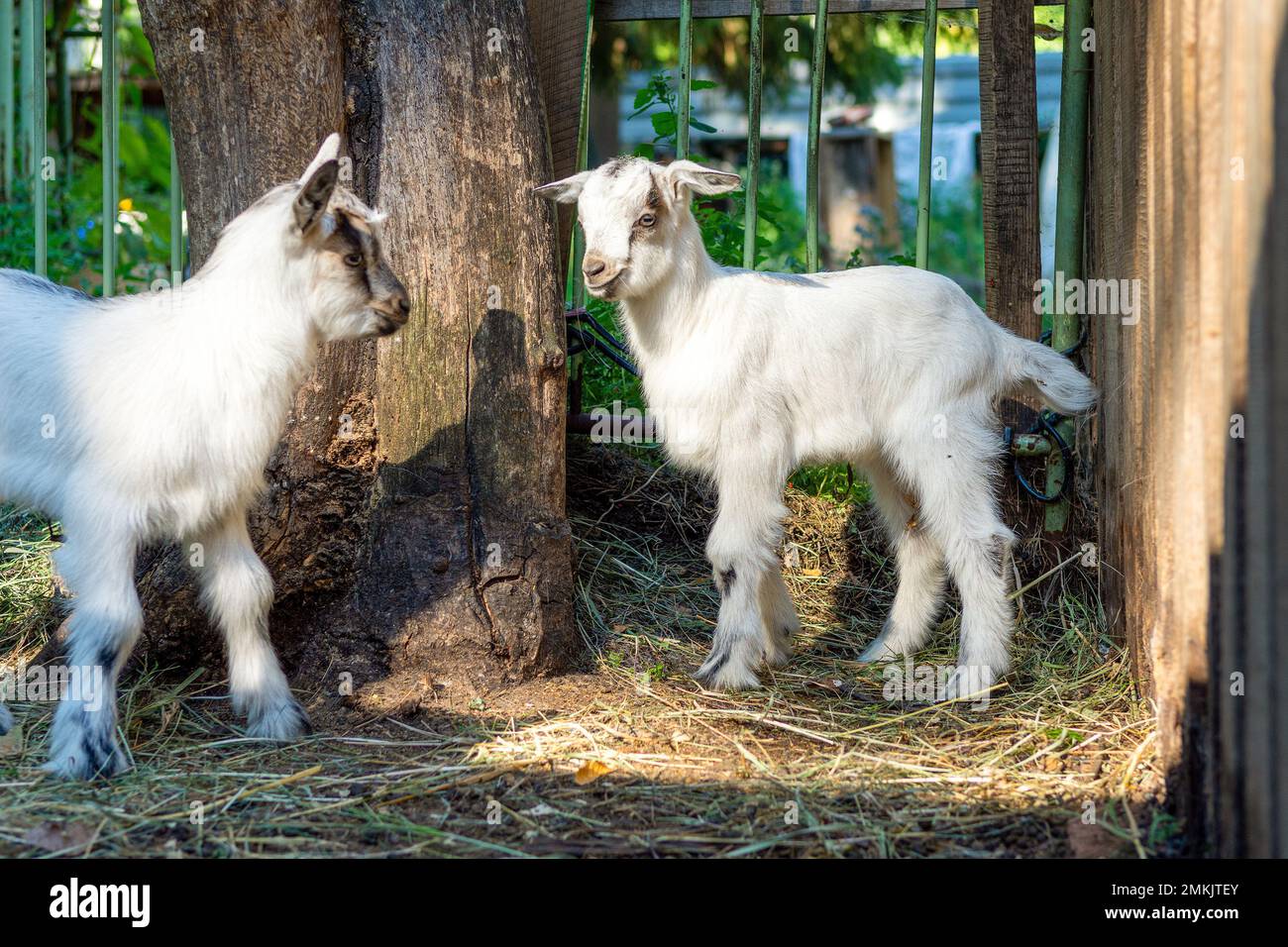 Two small goats in the farmyard, looking in front of them Stock Photo ...