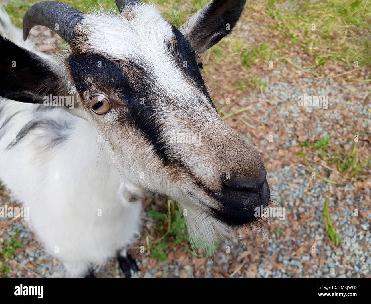 Portrait of a goat on a farm in the village. Beautiful goat looks at ...