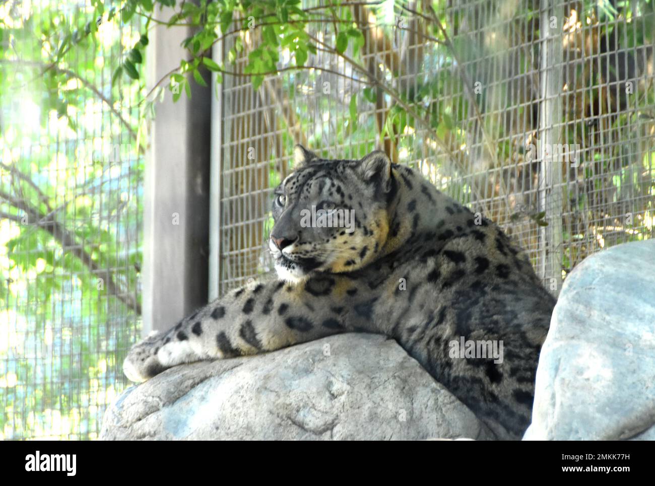 Los Angeles, California, USA 26th January 2023 Snow Leopard at the LA ...