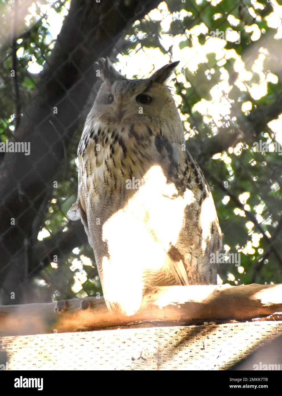 Los Angeles, California, USA 26th January 2023 Siberian Eagle-Owl at the LA Zoo on January 26 ...