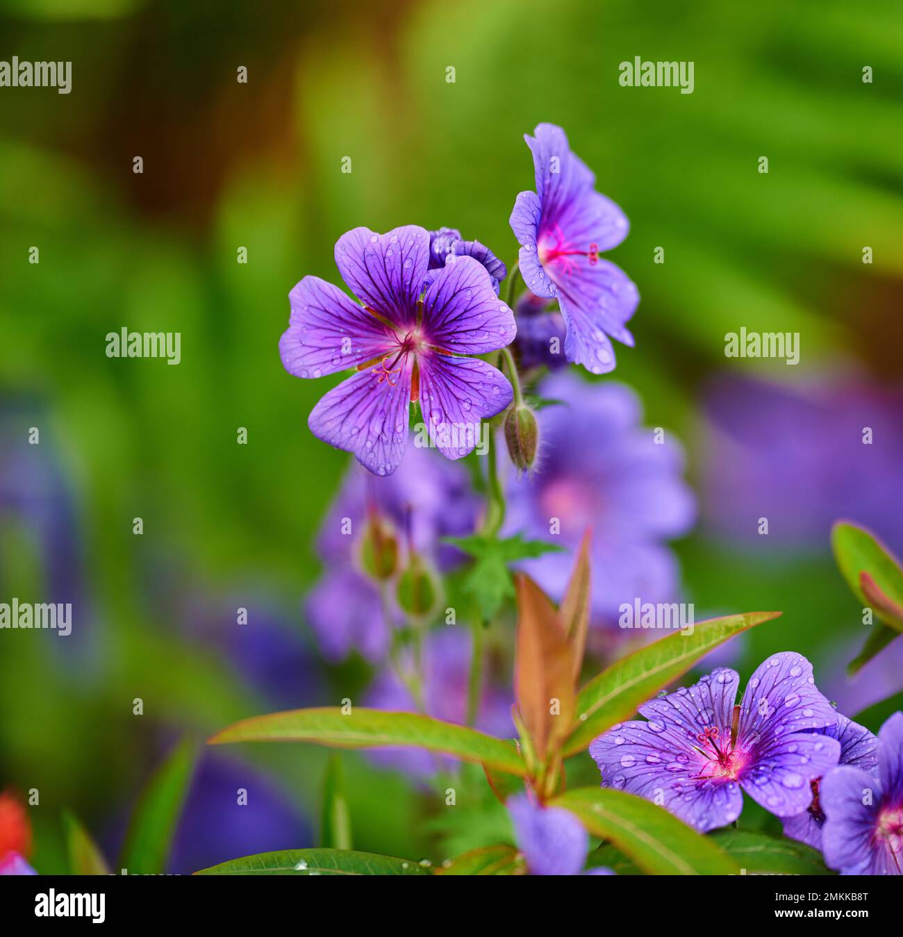 Meadow Geranium - also Geranium pratense - Johnsons Blue. Meadow ...