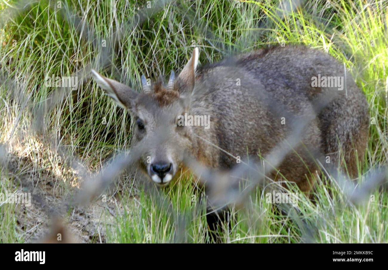 Chinese Goral Zoo