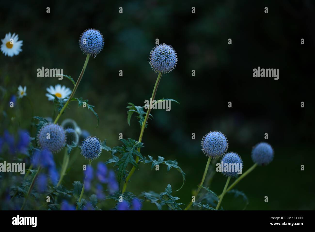Globe Thistle flowers. Blue Globe Thistle Flowers, known as Echinops ...