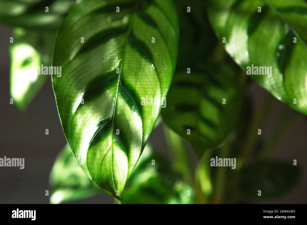 Calathea leopardina green pattern leaf close-up. Potted house plants ...