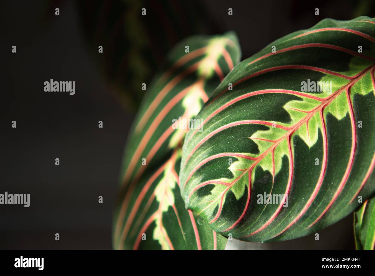 Beautiful maranta leaves with an ornament on a grey background close-up ...