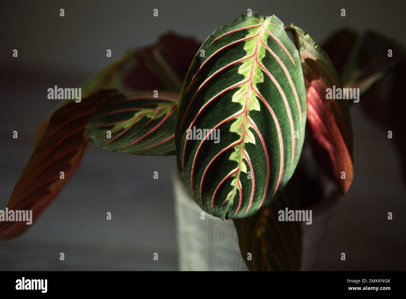 Beautiful maranta leaves with an ornament on a grey background close-up ...