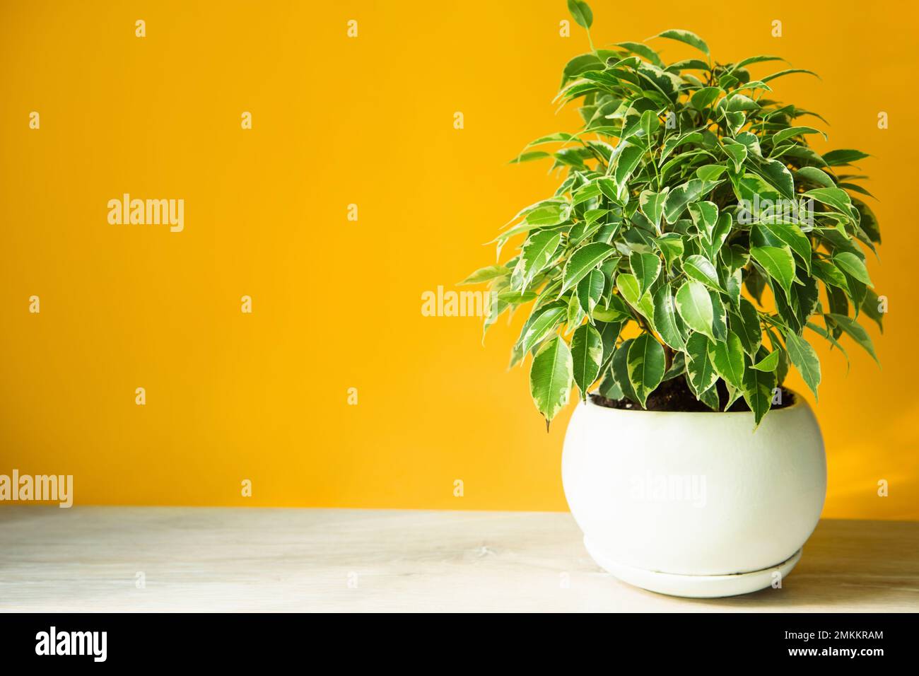 Variegate foliage of ficus Benjamin in a round pot close-up. Growing ...