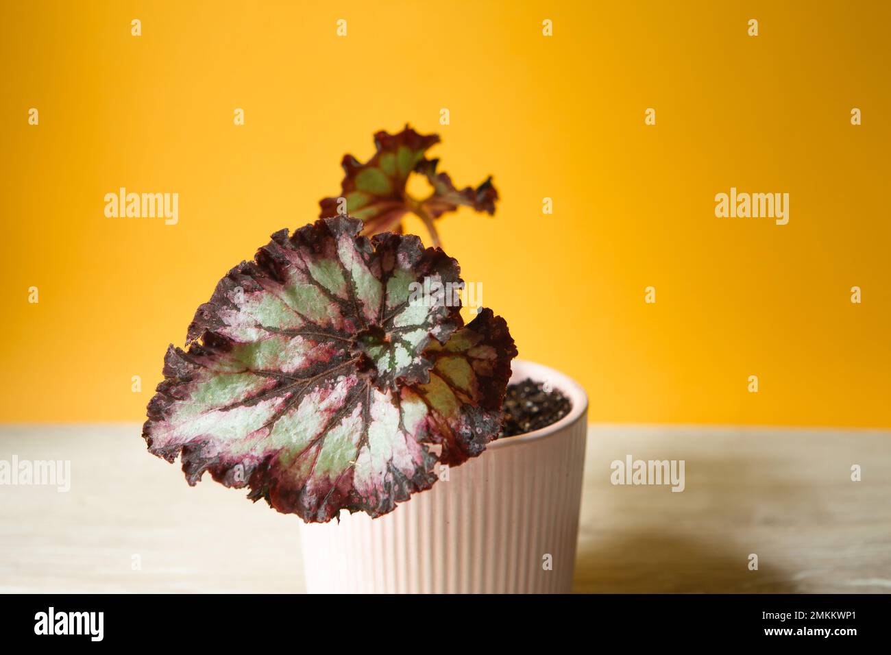 Beautiful leaves of decorative deciduous begonia with a close-up ...