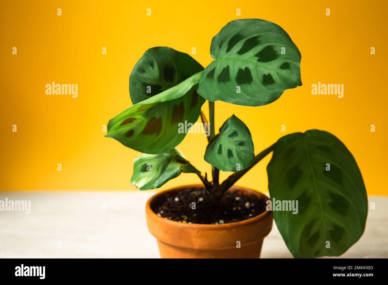 Maranthaceae family hi-res stock photography and images - Alamy