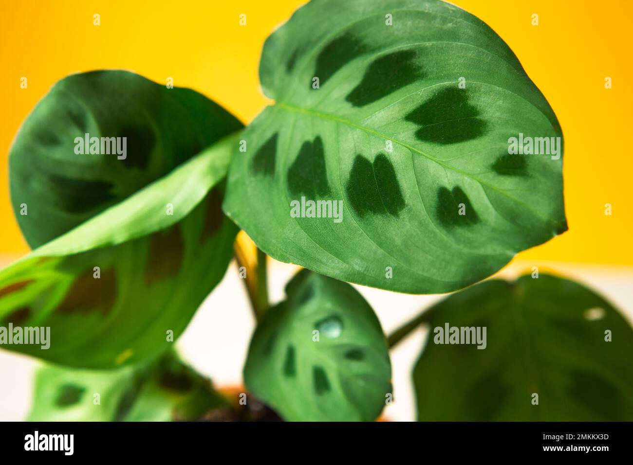Maranthaceae family hi-res stock photography and images - Alamy