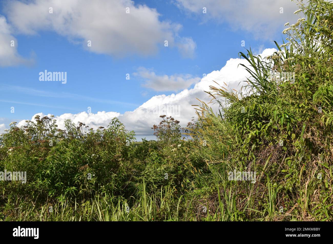 White Cloud and blue sky join with the bush in sunny day Stock Photo ...