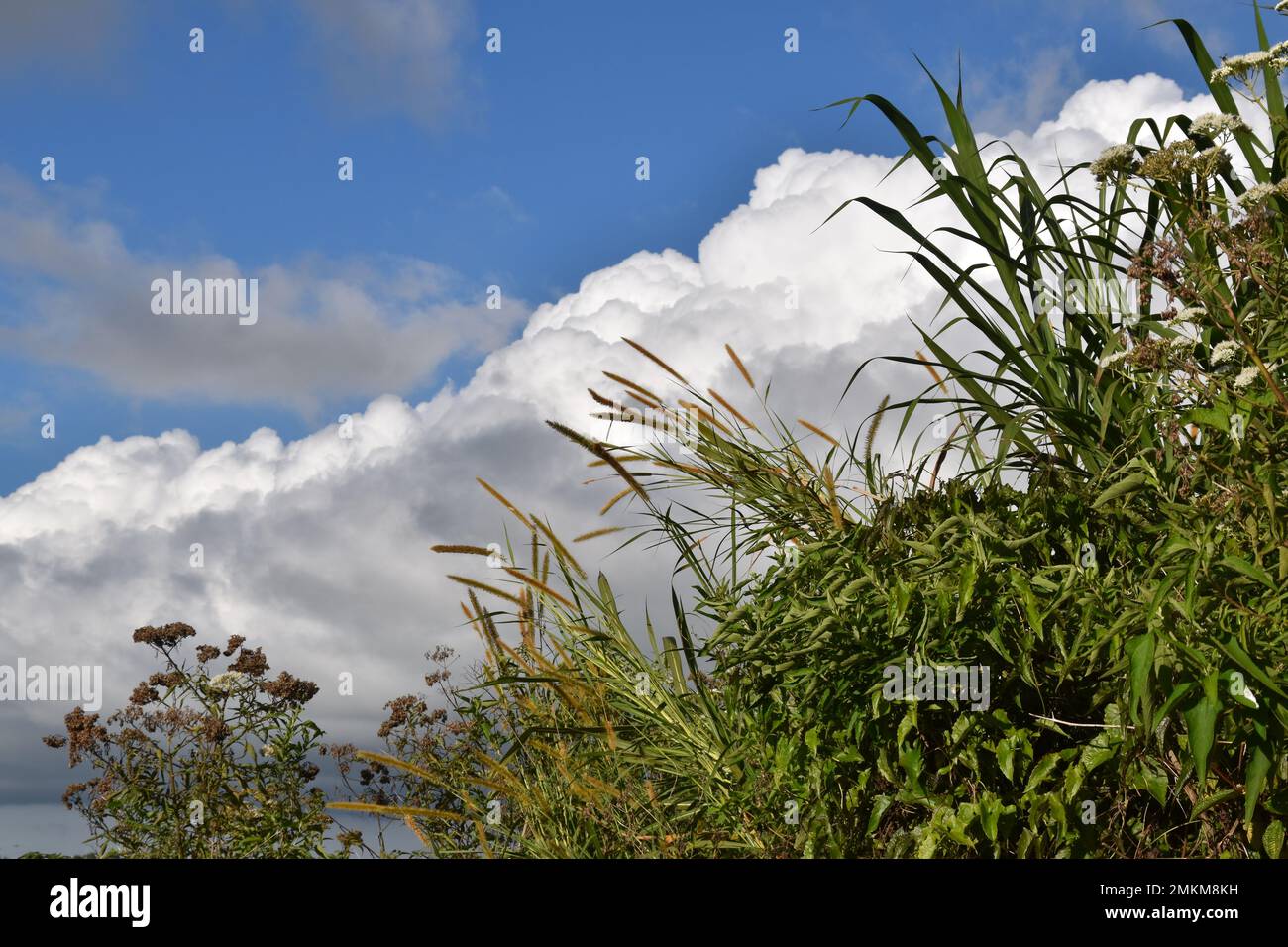 White Cloud and blue sky join with the bush in sunny day Stock Photo ...