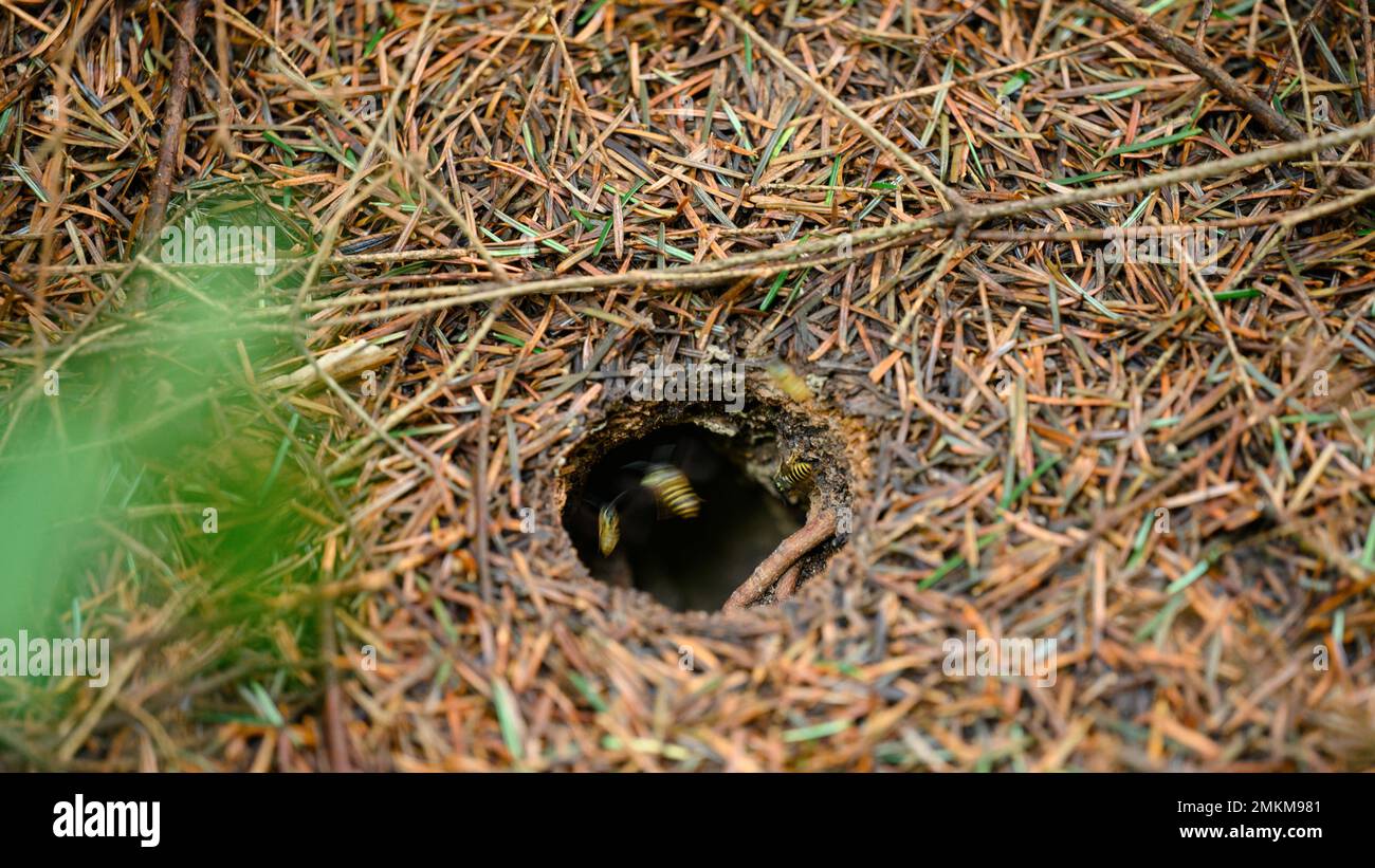 A wasp hole in the forest in the ground, around the fallen needles of ...