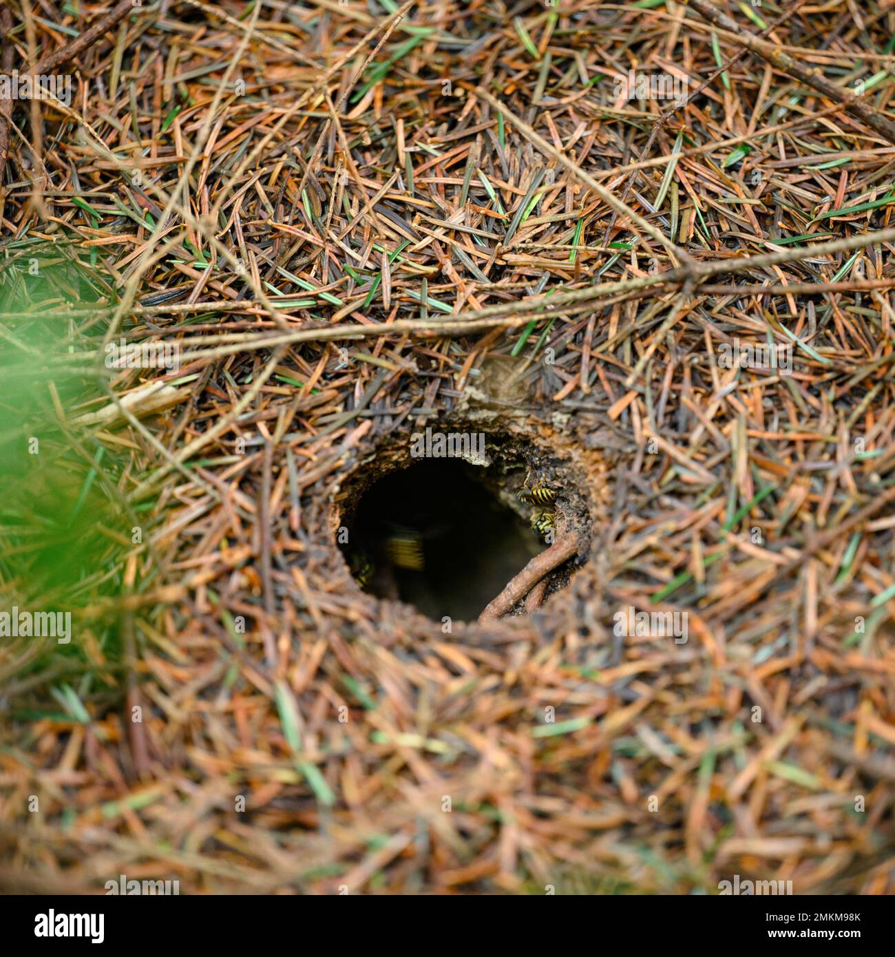 A wasp hole in the forest in the ground, around the fallen needles of ...