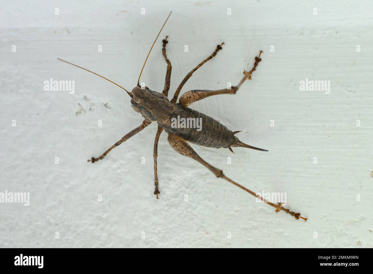Tettigoniidae with a sharp tail on the wall in the house, grasshopper ...