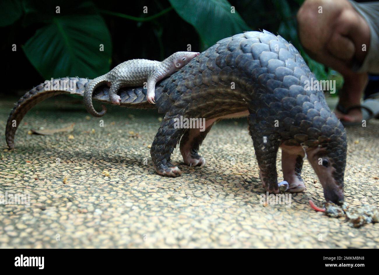FILE - In this Thursday, June 19, 2014 file photo, a pangolin carries ...