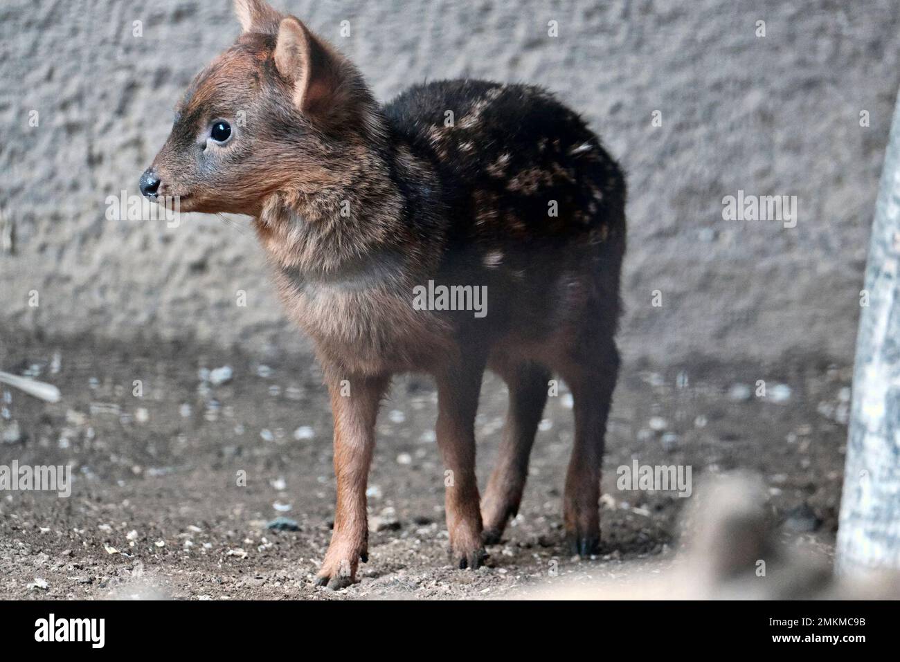 A baby pudu named Haechan, roams inside his enclosure at the Los ...