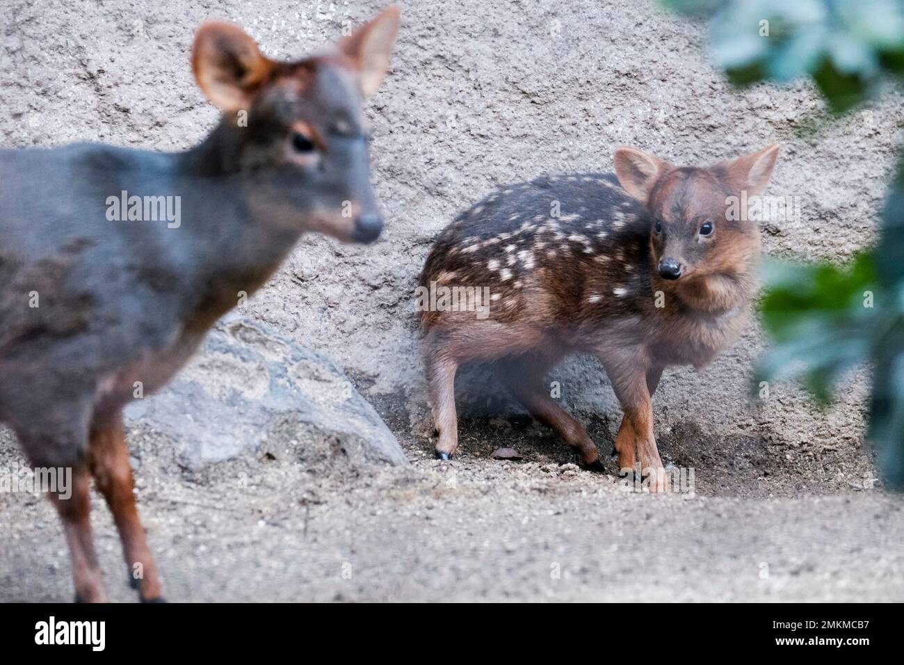 A baby pudu named Haechan, right, roams inside his enclosure at the Los ...