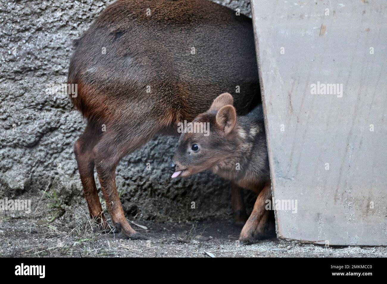 A baby pudu named Haechan, sticks out his tongue as he roams inside his ...