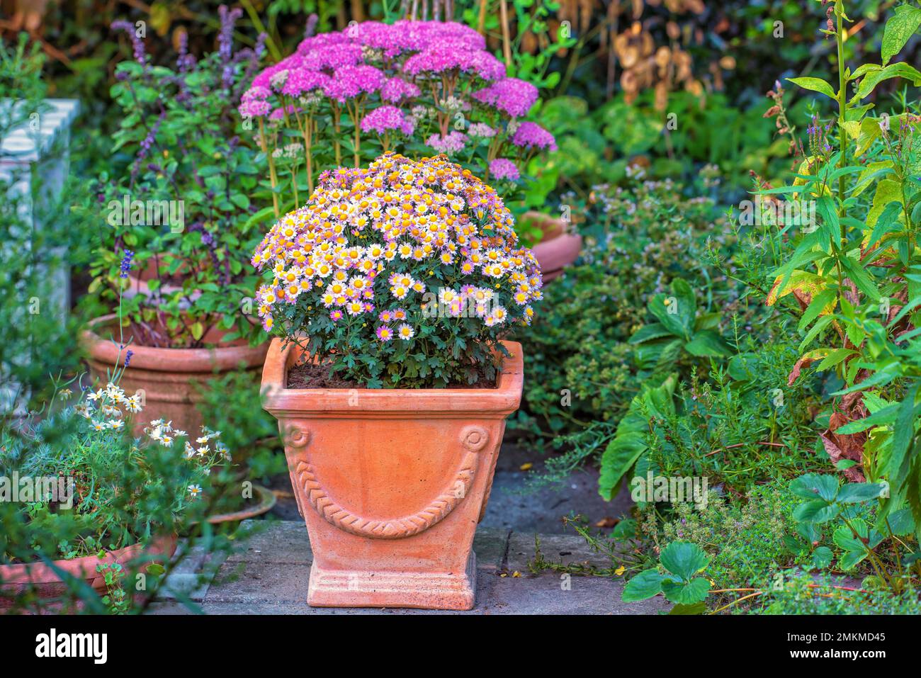 Osteospermum Flowers - Pink Daysi Stock Photo - Alamy