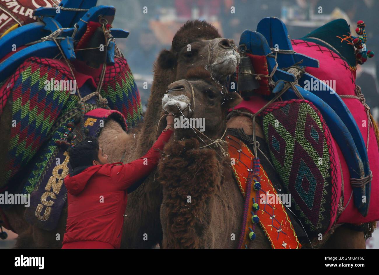 In this Sunday, Jan. 20, 2019 photo, a camel owner tries to pull his ...