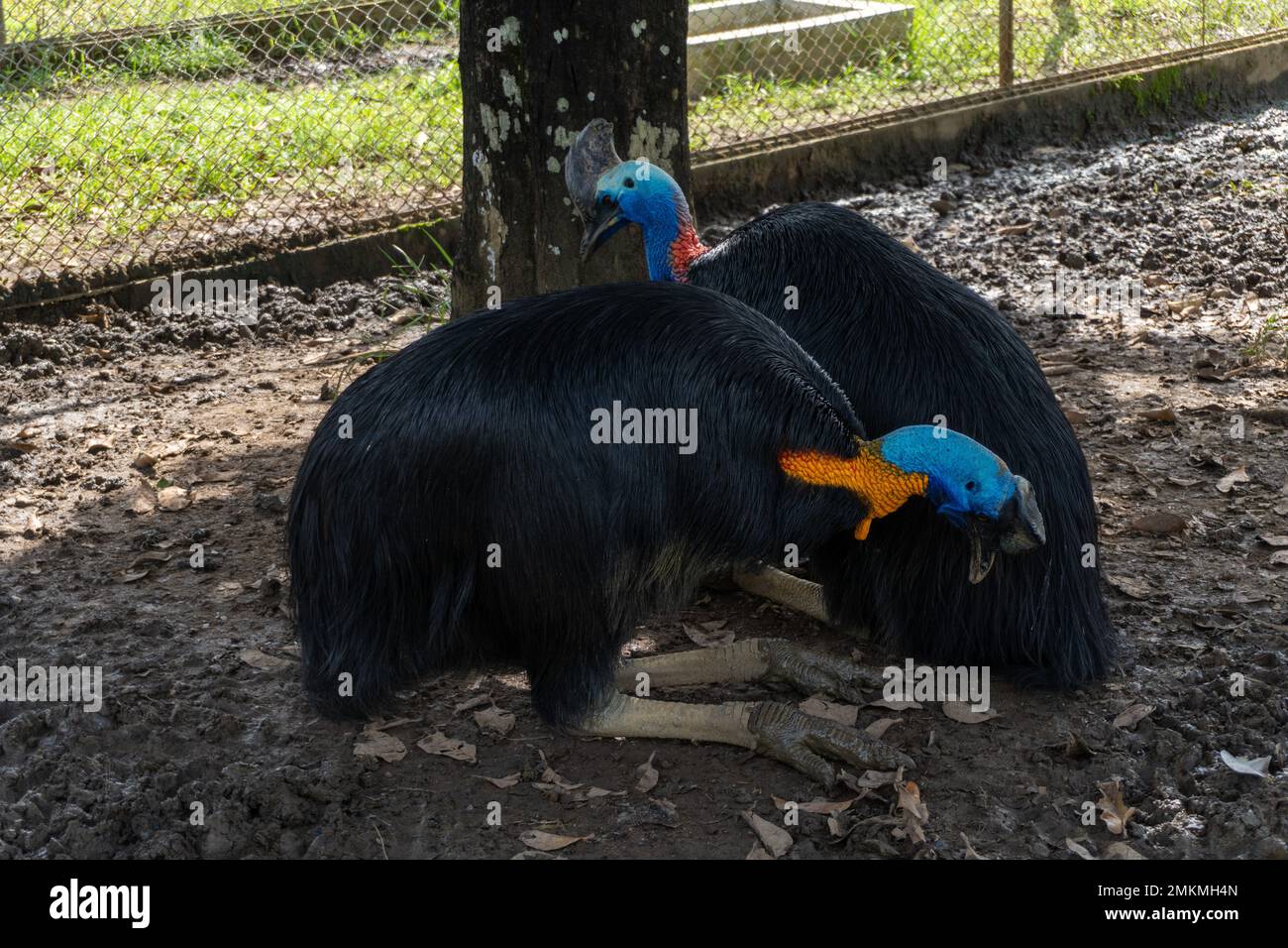 cassowary bird in a cage at the zoo landscape Stock Photo - Alamy