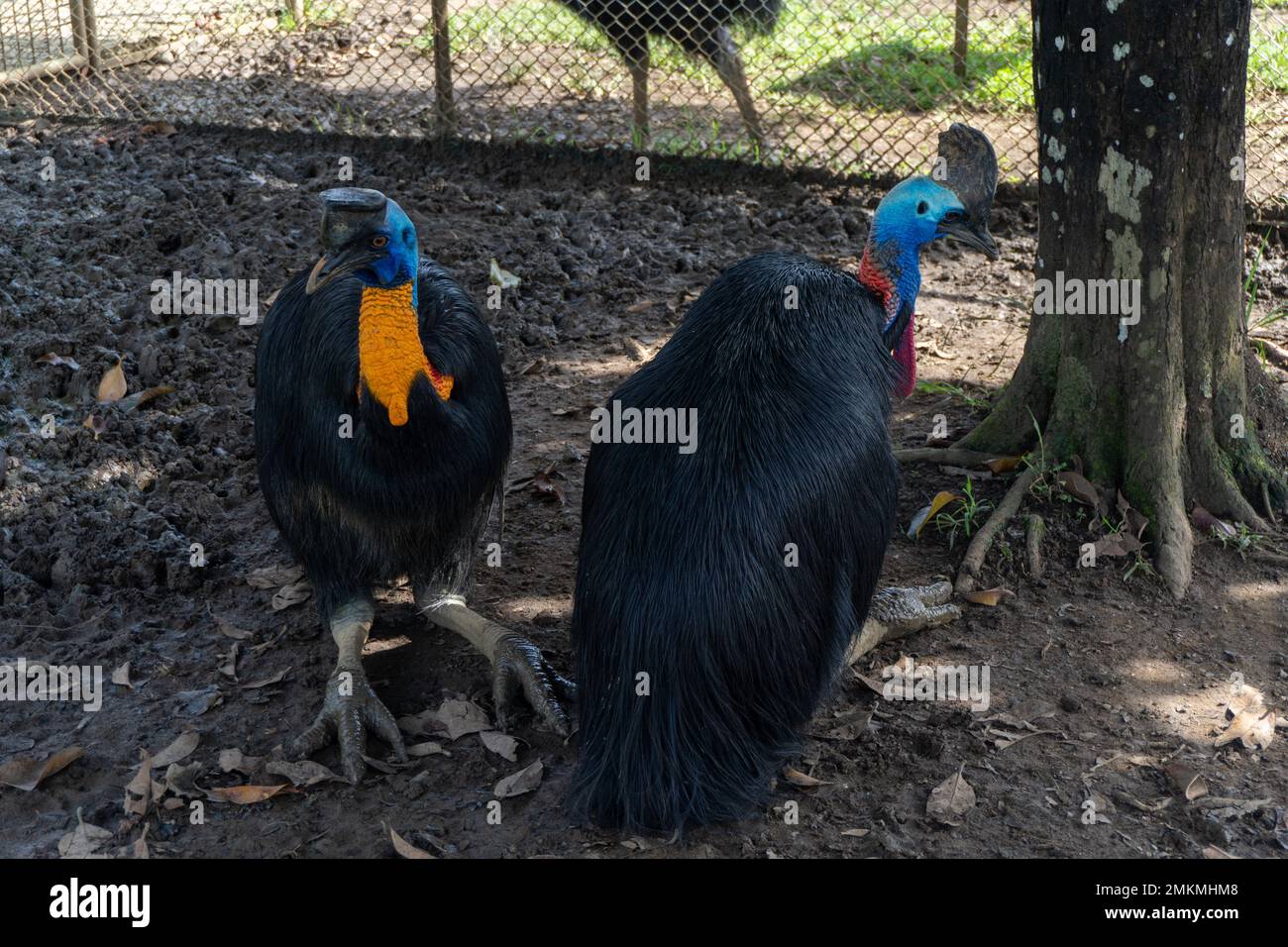 cassowary bird in a cage at the zoo landscape Stock Photo - Alamy