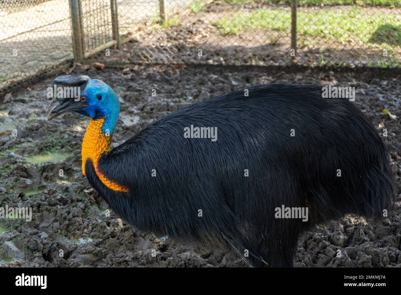 cassowary bird in a cage at the zoo landscape Stock Photo - Alamy