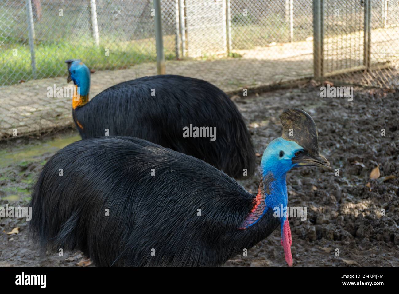 cassowary bird in a cage at the zoo landscape Stock Photo - Alamy