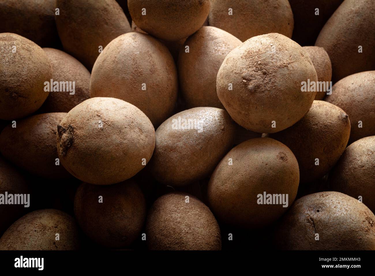 Manilkara zapota, commonly known as sapodilla in a bunch after harvesting Stock Photo - Alamy