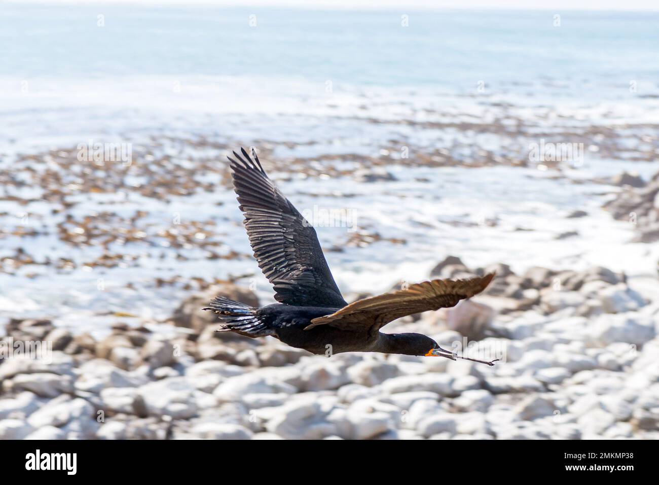 A Cape Cormorant, Phalacrocorax capensis, flying with nesting material ...