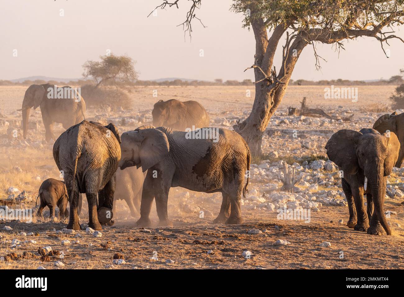 A group pf elephants covering themselves in dirt after having taken a ...