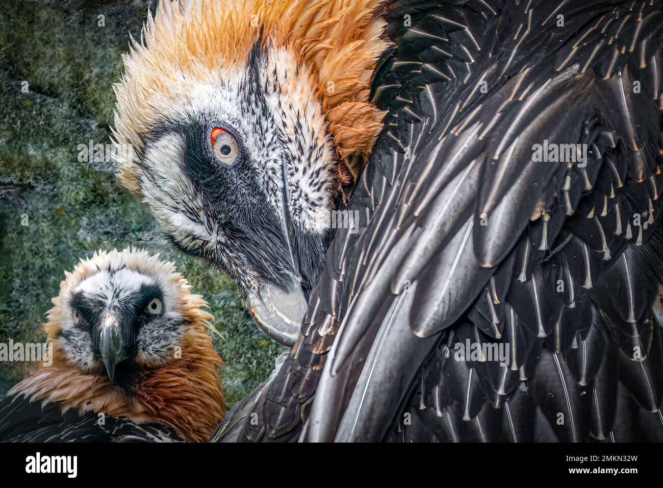 two bearded vultures before a rock wall Stock Photo - Alamy