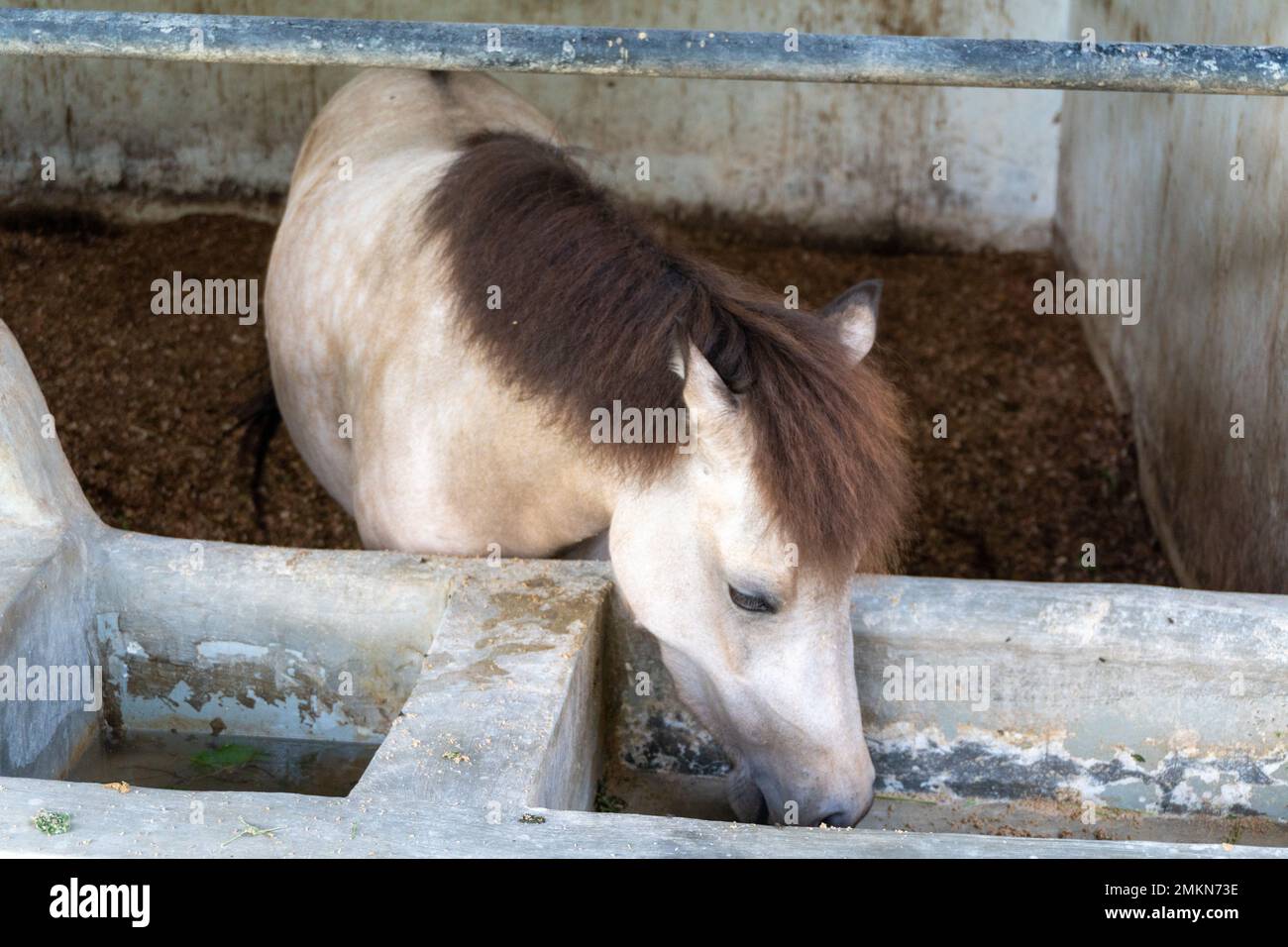horse in the stable at the zoo landscape Stock Photo - Alamy