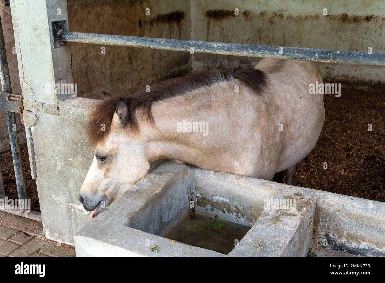 horse in the stable at the zoo landscape Stock Photo - Alamy