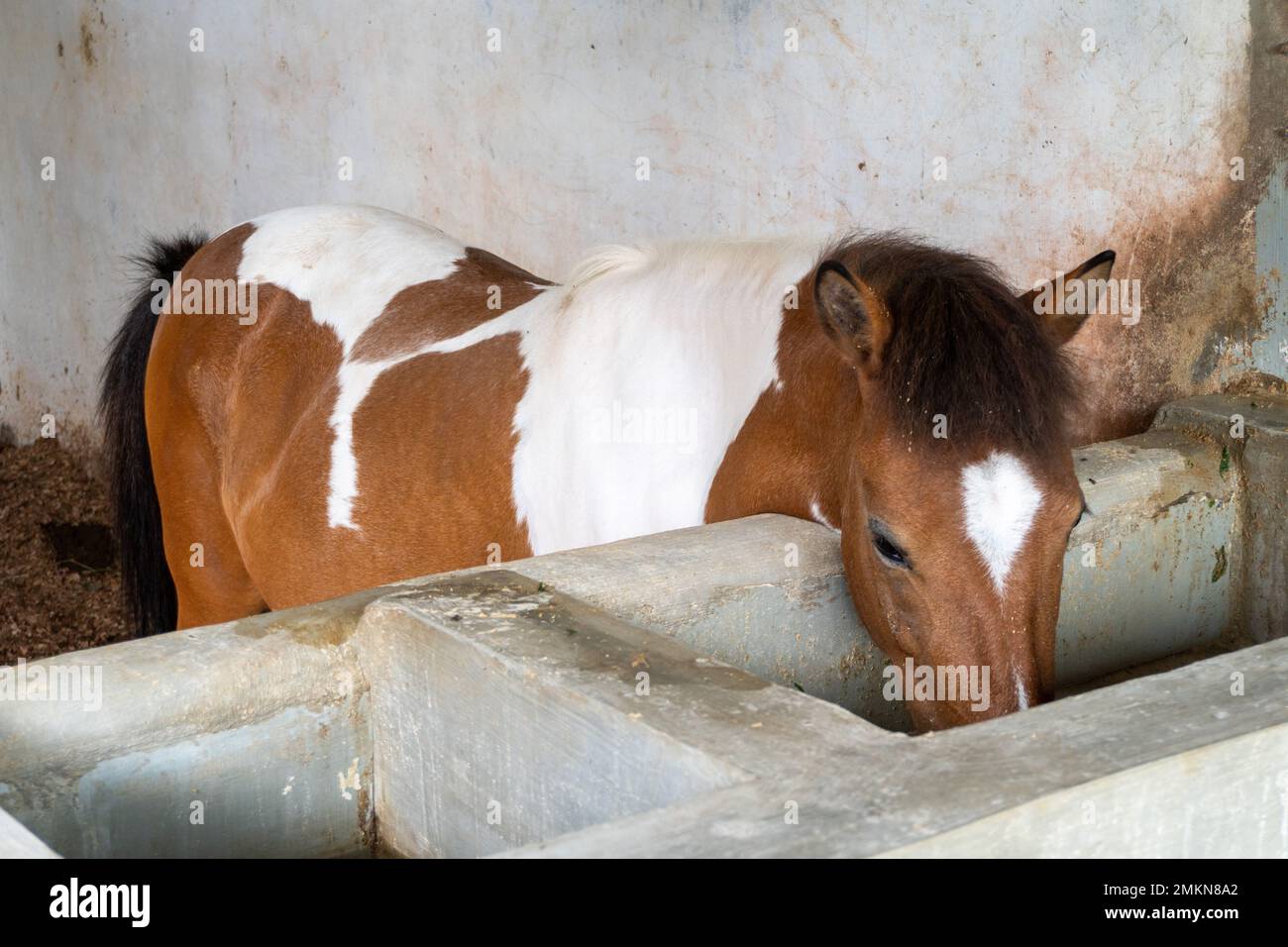 horse in the stable at the zoo landscape Stock Photo - Alamy