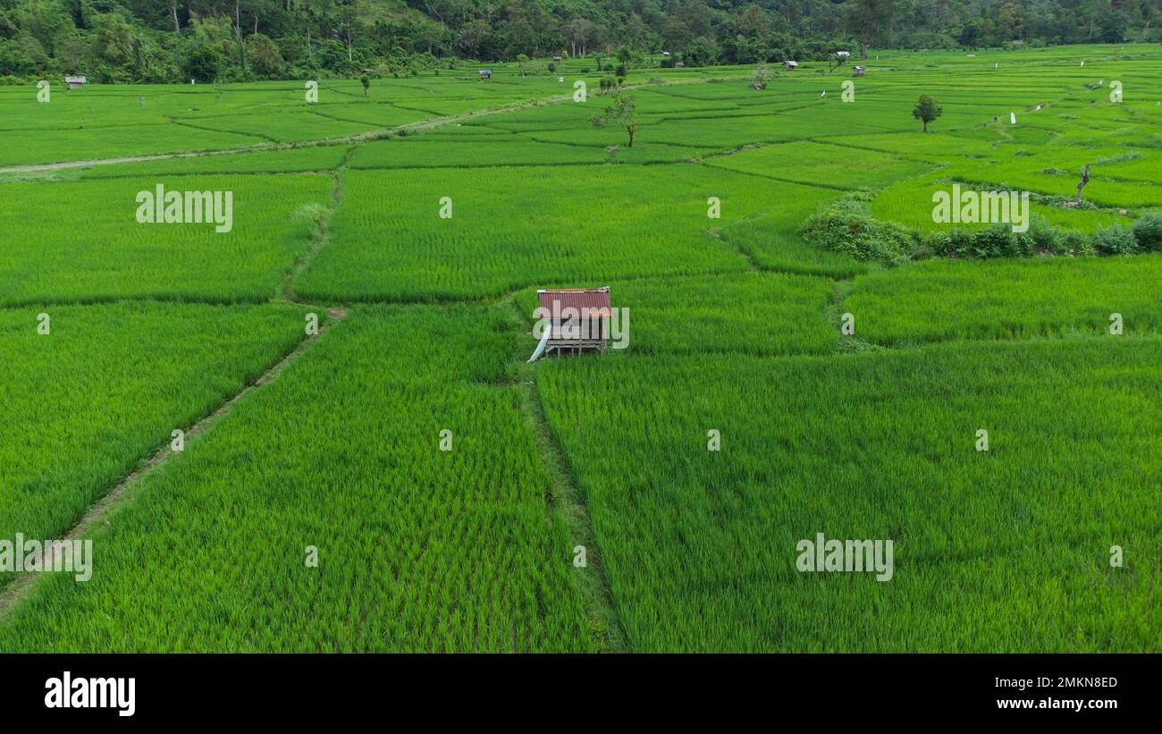 High angle view of Rice field hut Stock Photo - Alamy