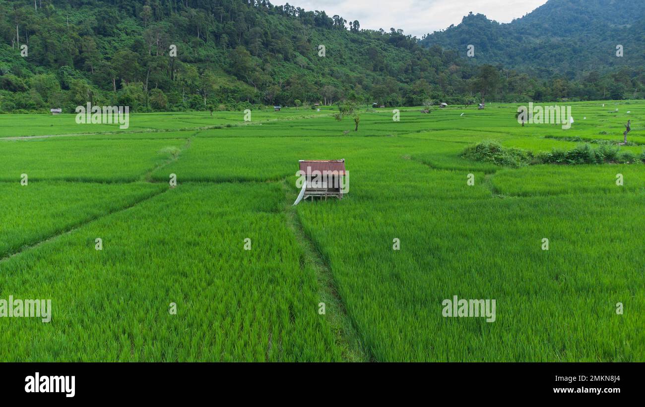 Rice field hut hi-res stock photography and images - Alamy