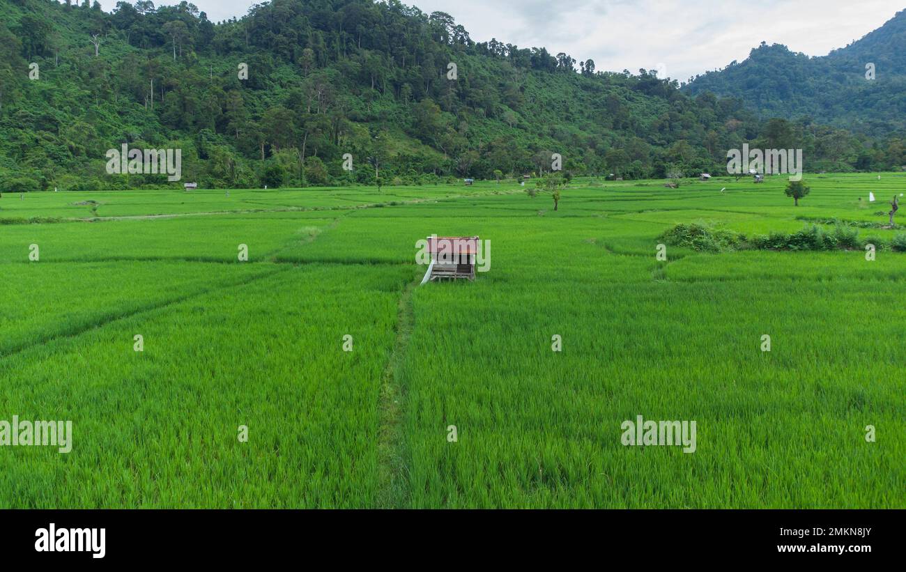 Rice field hut hi-res stock photography and images - Alamy