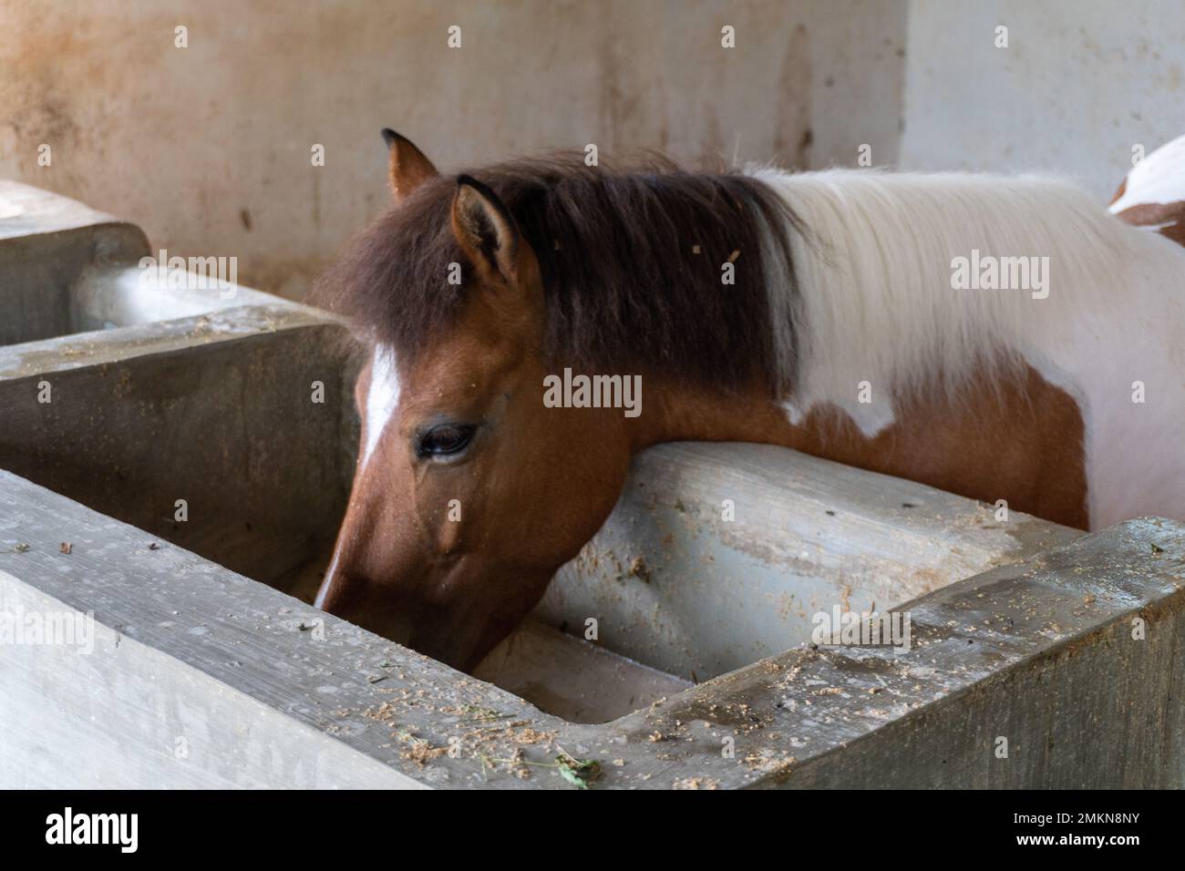 horse in the stable at the zoo landscape Stock Photo - Alamy