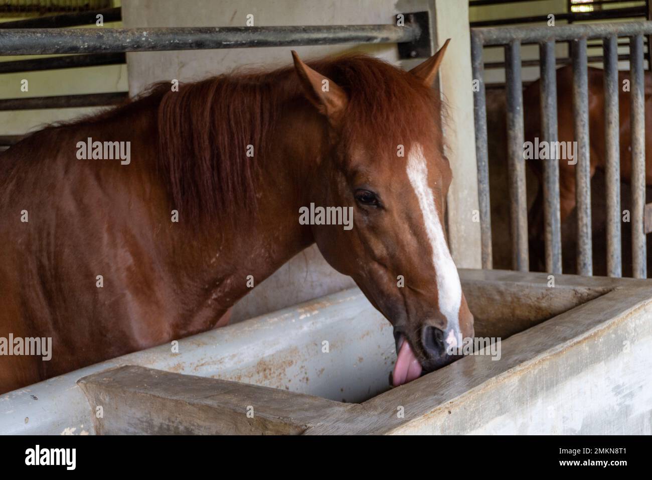 horse in the stable at the zoo landscape Stock Photo - Alamy