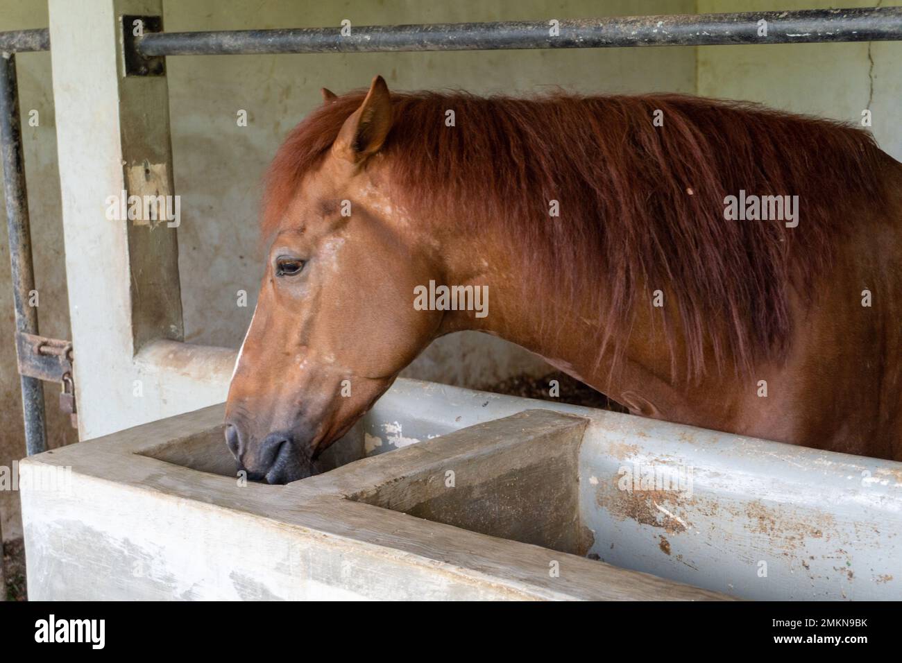 horse in the stable at the zoo landscape Stock Photo - Alamy